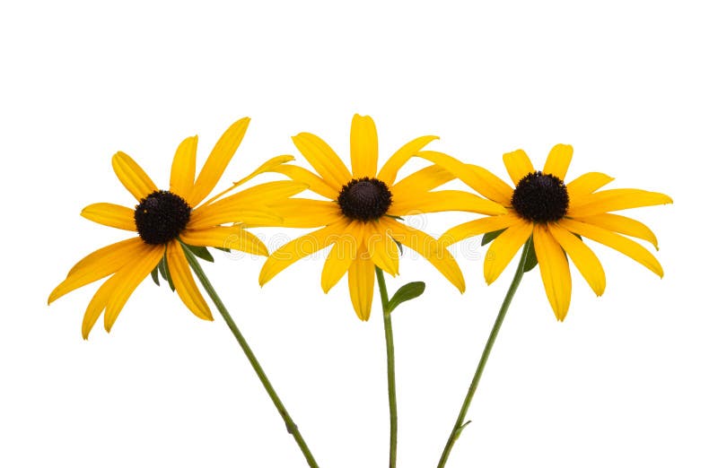 Rudbeckia flower isolated stock image. Image of perennial - 242384481