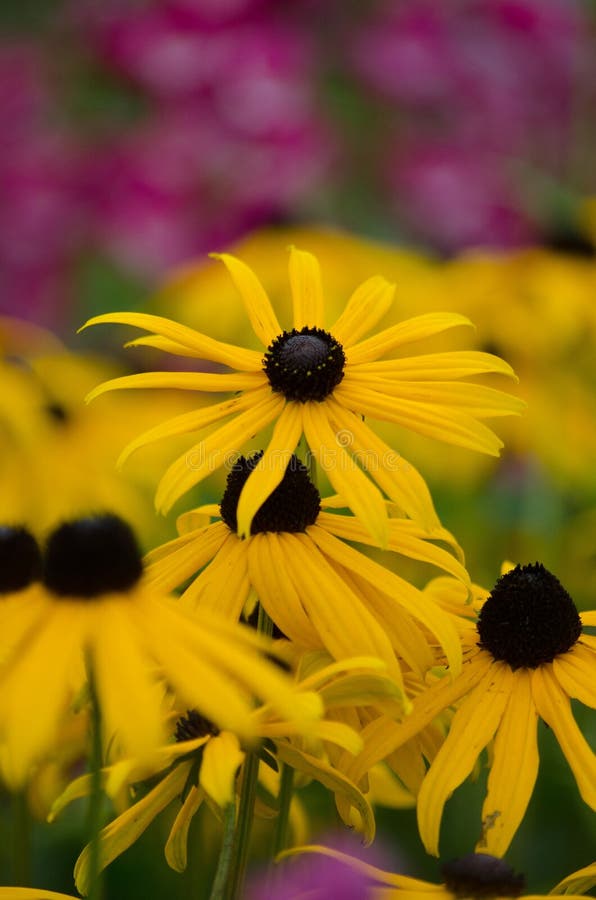 Rudbeckia Golden Daisy stock photo. Image of plants, exotic - 94089790