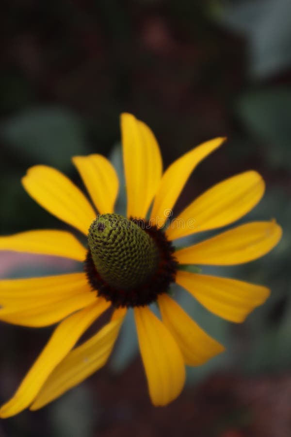 Rudbeckia Maxima & X27;& X27; Stock Image - Image of upward, growing ...