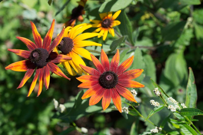Rudbeckia Orange Flower Macro Stock Image - Image of garden, field ...