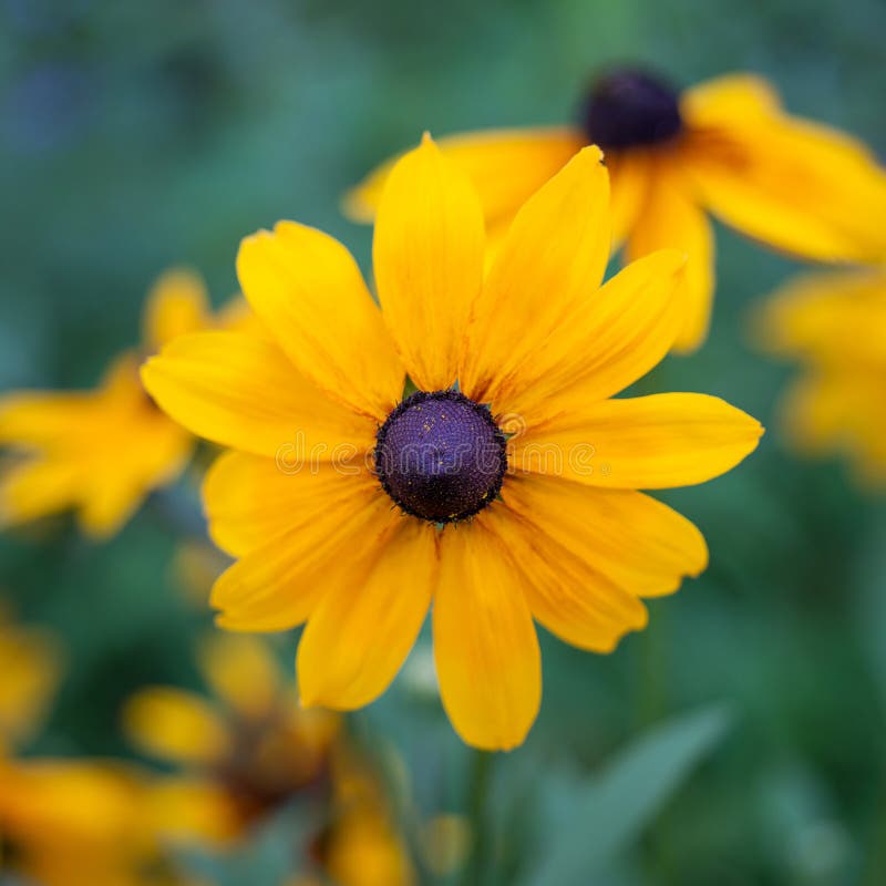Rudbeckia Yellow Field in an English Summer Stock Image - Image of ...