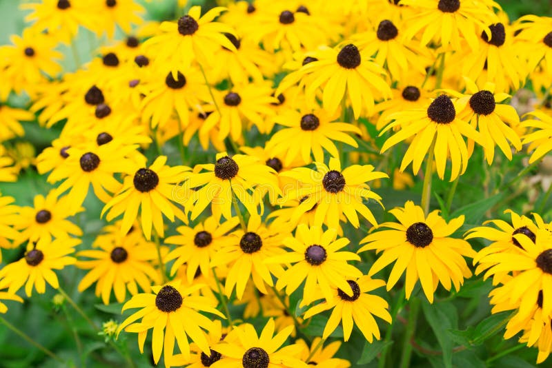 Rudbeckia Yellow Field in an English Summer Stock Image - Image of ...