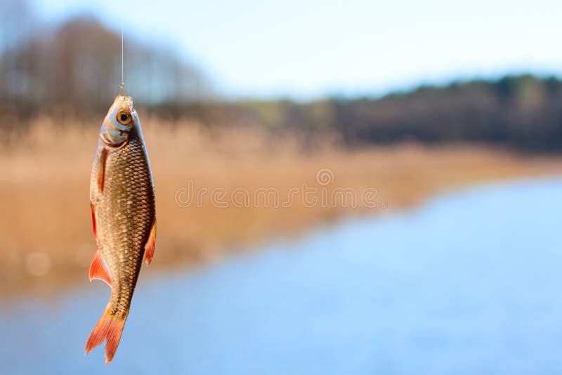 Rudd caught on hook stock photo. Image of closeup, seafood - 24549998