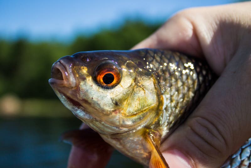 Rudd Caught on Hook Against Water and Cane Stock Photo - Image of ...