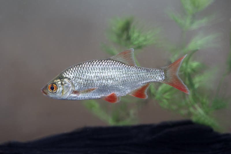 Dace Común (baicalensis Del Leuciscus Del Leuciscus) Imagen de archivo ...