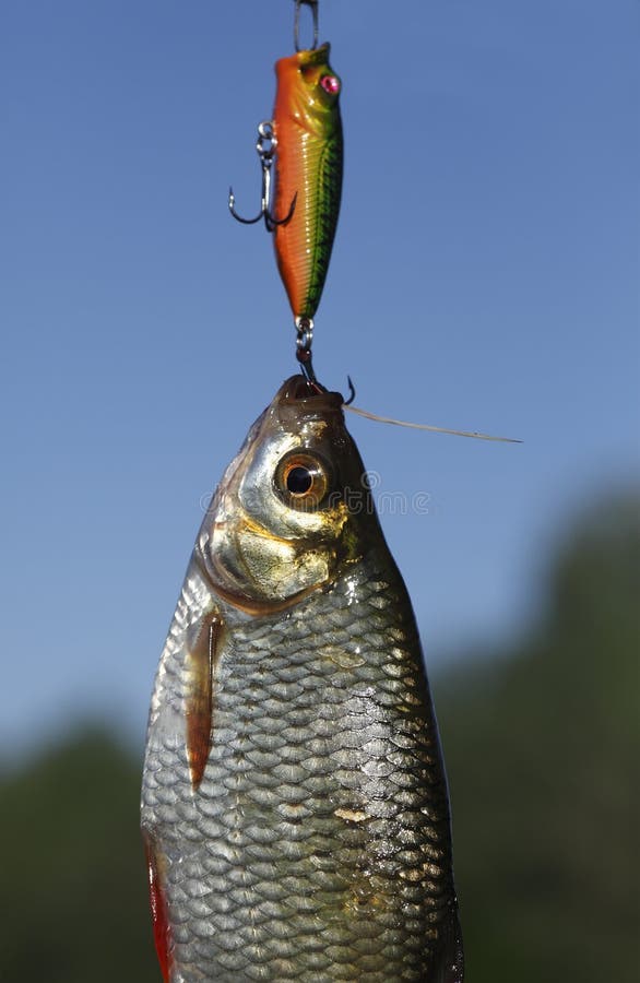 Rudd (erythrophthalmus Do Scardinius) Imagem de Stock - Imagem de ...