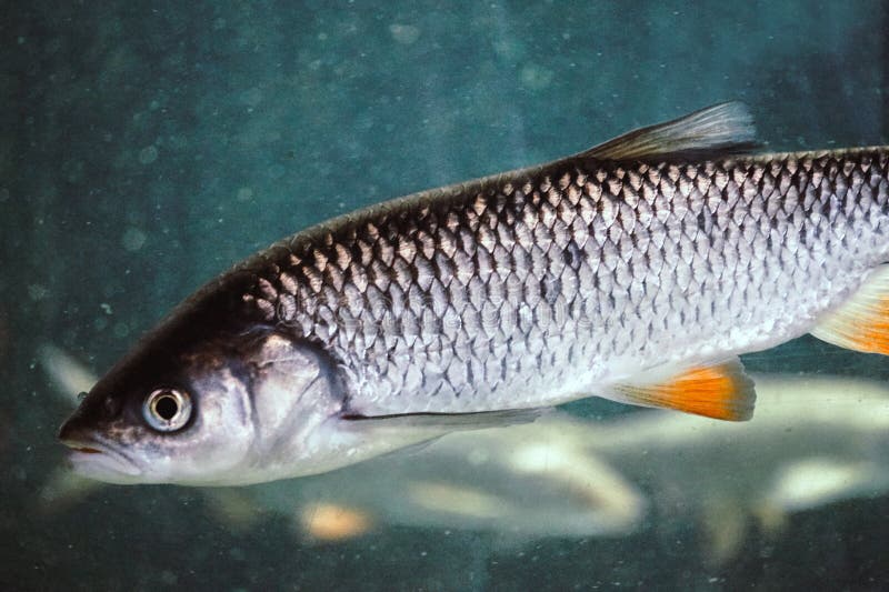 Rudd fish - side view stock photo. Image of underwater - 206882396