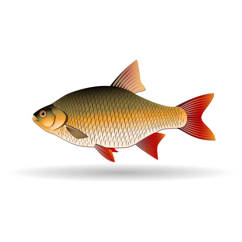 Rudd. Freshwater Fish of the Carp Family. Realistic Illustration ...
