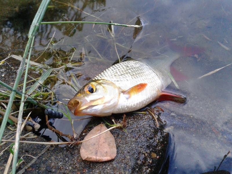 Rudd stock image. Image of rudd, fish, water, fishing - 74193181