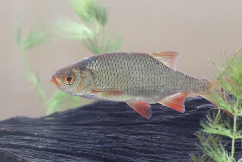 The Eurasian Ruffe (Gymnocephalus Cernuus). Stock Image - Image of ...