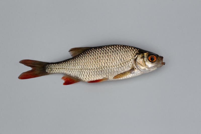 Rudd, Scardinius Erythrophthalmus Stock Image - Image of pool, lake ...