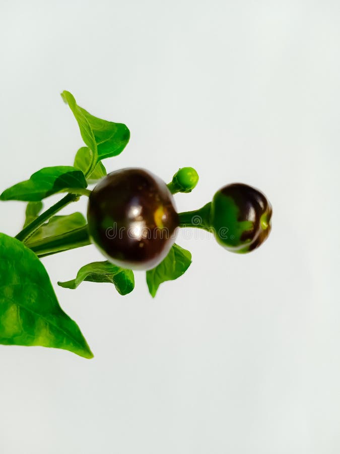 Black Chilli on Green Plant Stock Image - Image of vegetable ...