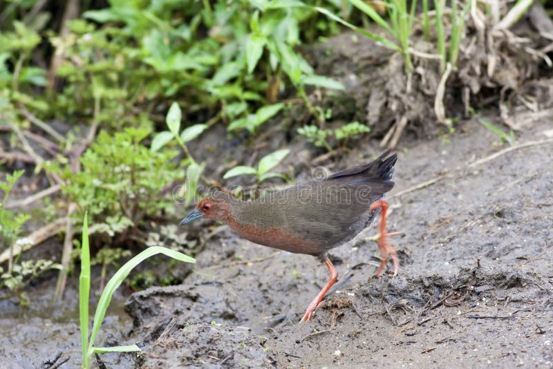 Ruddy-breasted Crake stock image. Image of animal, environment - 26699231