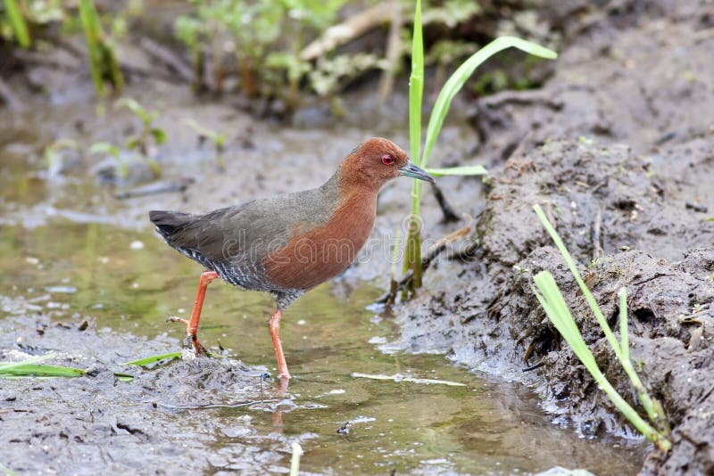 Ruddy-breasted Crake stock image. Image of farm, garden - 26699313