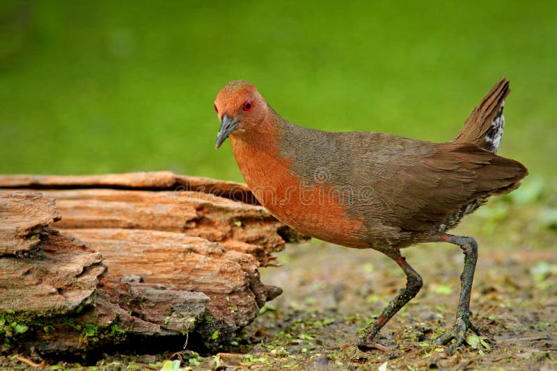 Ruddy-breasted Crake Bird from Thailand Stock Photo - Image of crake ...