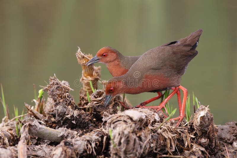 Ruddy Crake, Porzana fusca stock photo. Image of aquaticus - 10679788