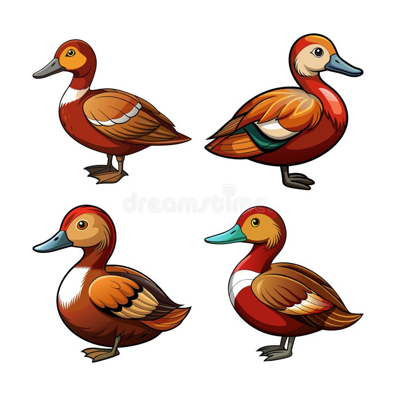 Ruddy Duck Bird Realistic Illustration Stock Vector - Illustration of ...