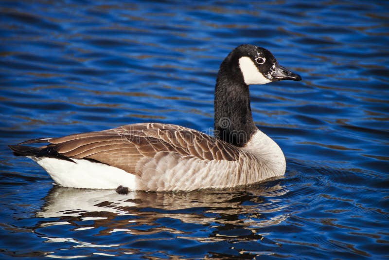 Ruddy Duck on Blue Lake Waters Stock Photo - Image of plumage, neck ...