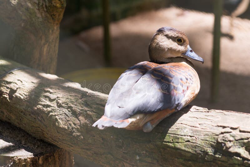 Ruddy Duck is Holding on Perch Stock Photo - Image of hold, live: 55036632