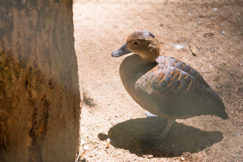 Ruddy Duck is Holding on Perch Stock Photo - Image of poultry, life ...