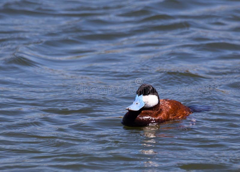 Ruddy Duck stock photo. Image of prairie, oxyura, waterfowl - 99398894