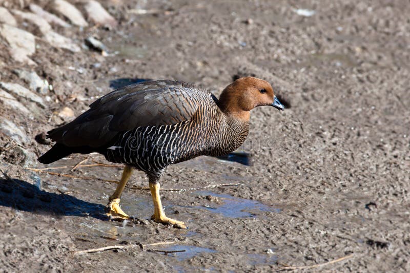 Ruddy-headed Goose, Chloephaga Rubidiceps Stock Photo - Image of ruddy ...