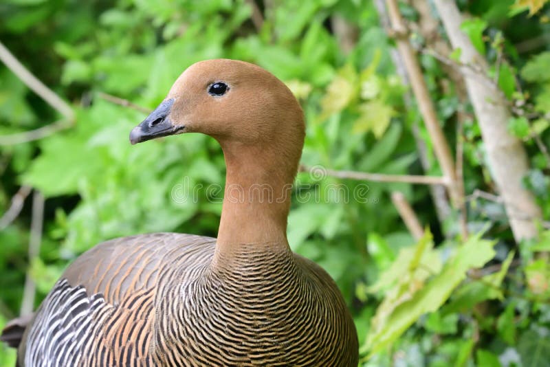 Ruddy Headed Goose Chloephaga Rubidiceps Stock Photo - Image of bird ...