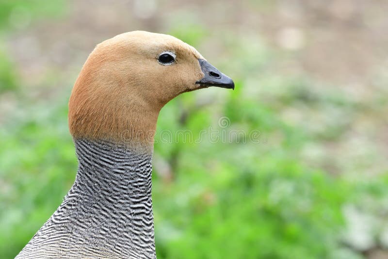 Ruddy Headed Goose Chloephaga Rubidiceps Stock Image - Image of ...