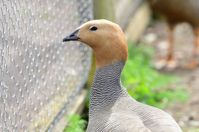 Ruddy Headed Goose Chloephaga Rubidiceps Stock Image - Image of natural ...