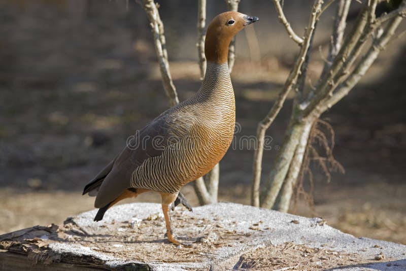 Ruddy-headed Goose, Chloephaga Rubidiceps, Relaxing on Shore Stock ...
