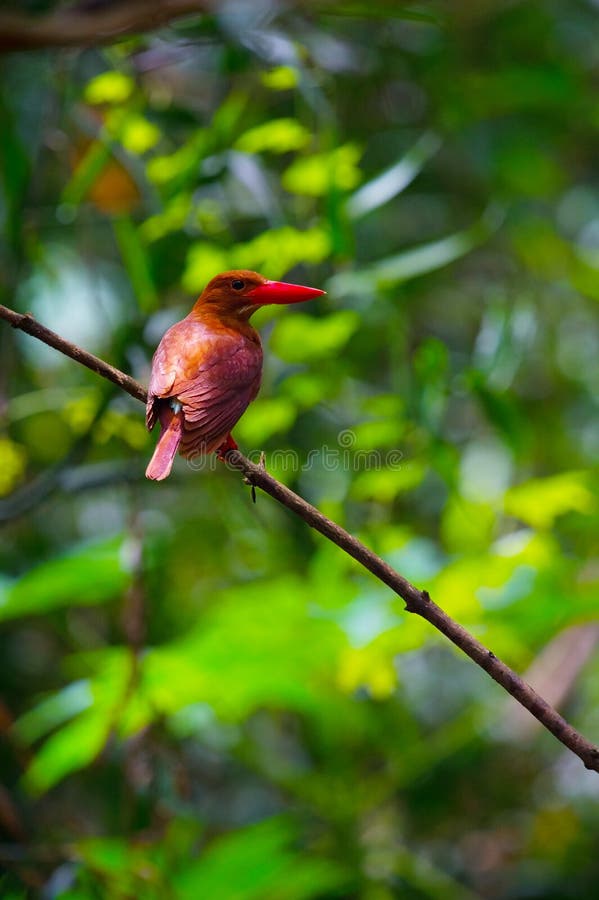 Ruddy Kingfisher-Halcyon Coromanda Bangsi Stock Photo - Image of nature ...