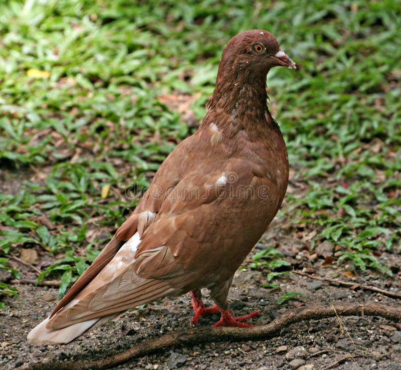 Ruddy Pigeon stock image. Image of dinner, paws, meal - 11246803
