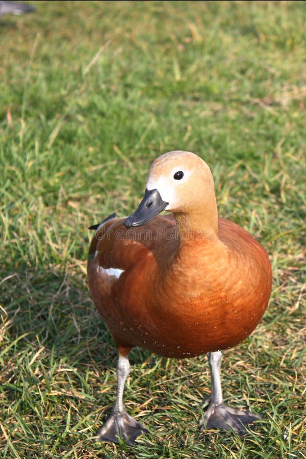 Ruddy Shelduck stock photo. Image of beauty, profile - 12677402
