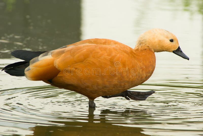 Ruddy Shelduck stock image. Image of cute, environment - 16967769