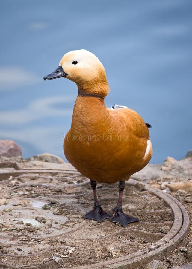 Ruddy Shelduck stock image. Image of ruddy, goose, duck - 19070711