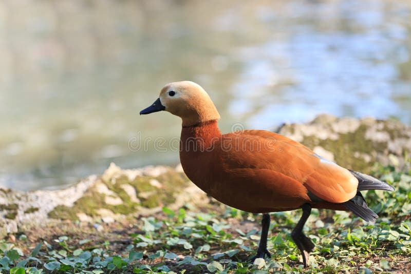 Ruddy Shelduck stock photo. Image of outdoors, close - 23229156
