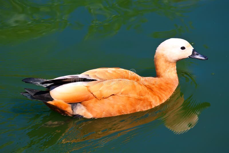 Ruddy Shelduck stock photo. Image of mallard, brown, bird - 35770992
