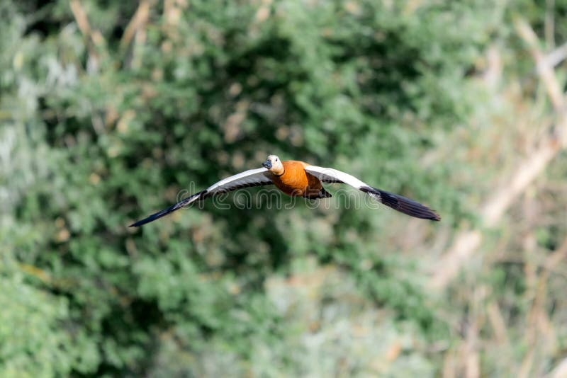Ruddy Shelduck Bird in Flight Specie. Habitat of Duck Stock Image ...