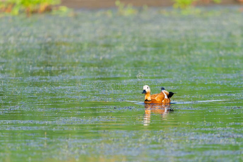 Ruddy Shelduck Female in Its Natural Habitat Stock Photo - Image of ...