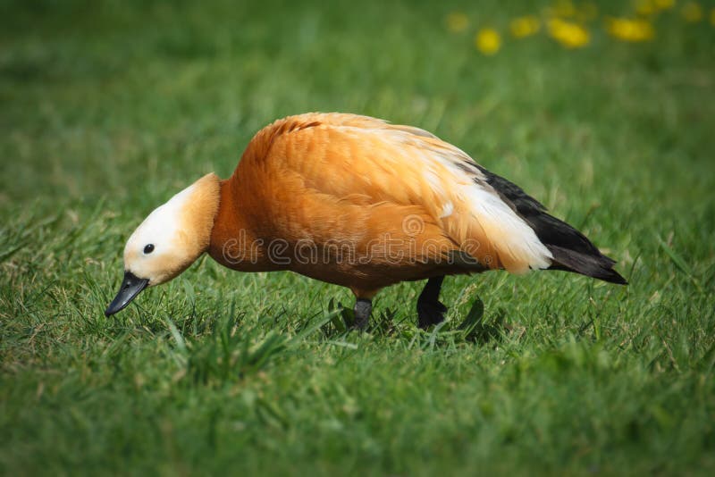 Ruddy Shelduck stock photo. Image of fowl, duck, cute - 54619414