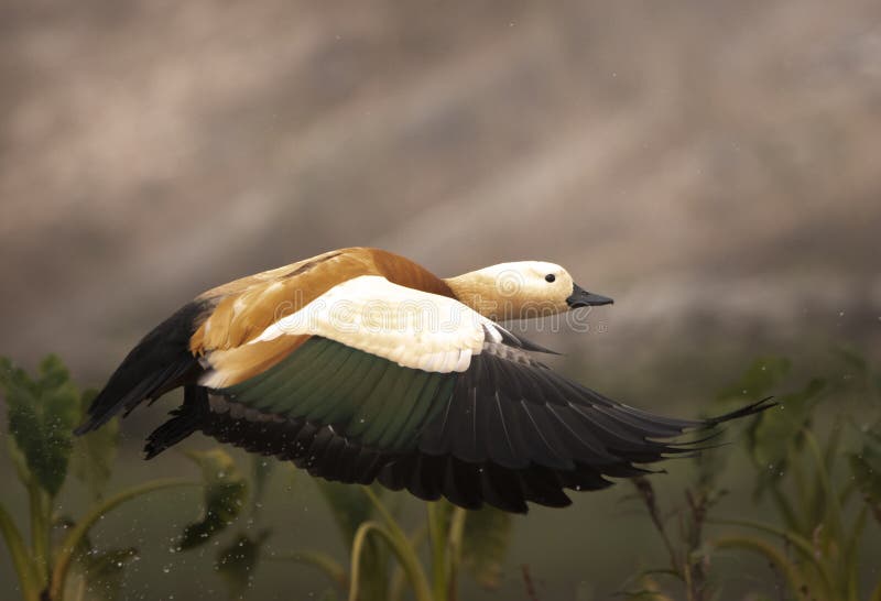 Ruddy Shelduck in flight stock image. Image of beautiful - 270730691