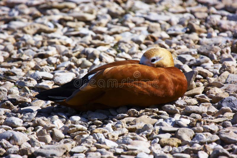 Ruddy Shelduck stock photo. Image of tadorna, resting - 45168712
