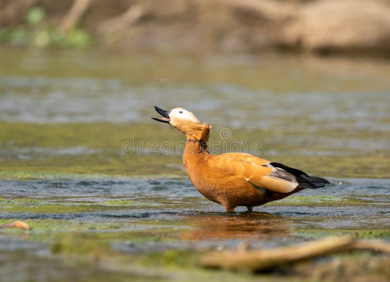 Ruddy Shelduck Shaking Its Head Stock Image - Image of birds, outdoors ...