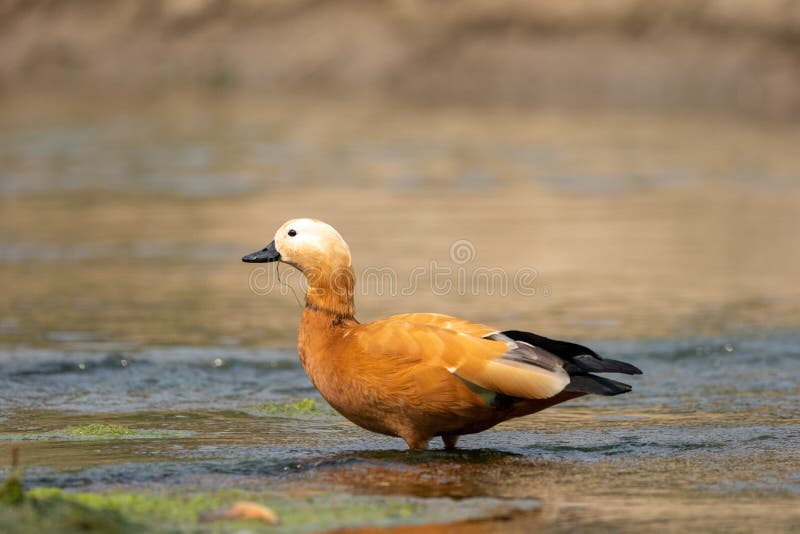 Ruddy Shelduck Standing in the Water Stock Image - Image of bird ...