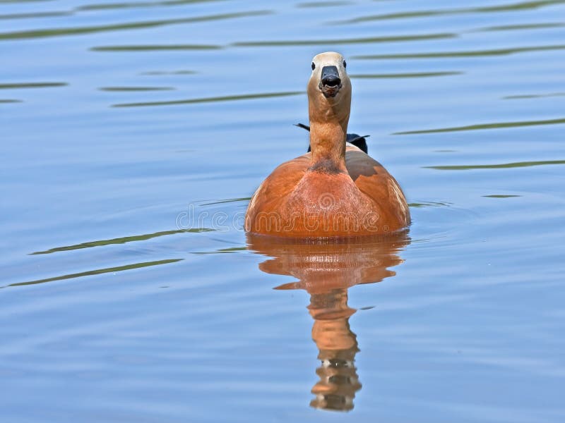 Ruddy Shelduck Swimming on the Lake Stock Image - Image of portrait ...