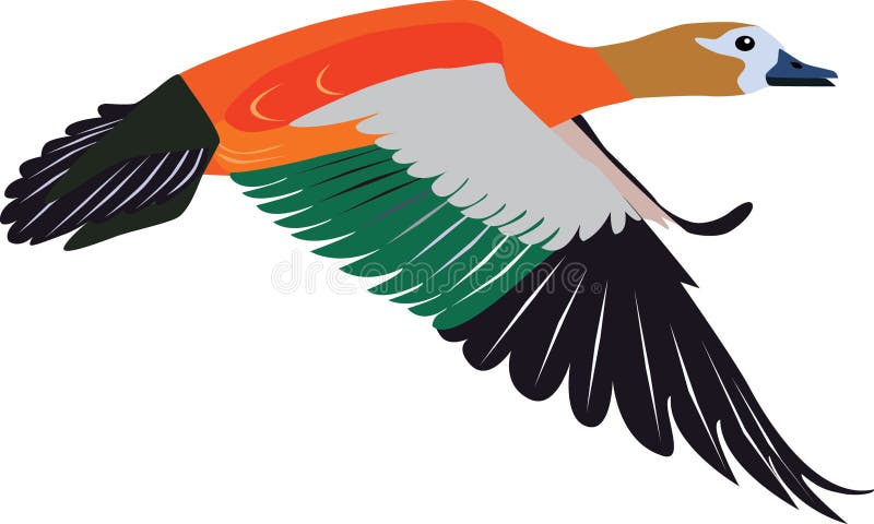 Ruddy Shelduck vector stock vector. Illustration of shelduck - 45825804
