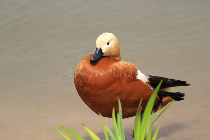 Ruddy Shelduck stock photo. Image of feeding, ruddy, birds - 31010236