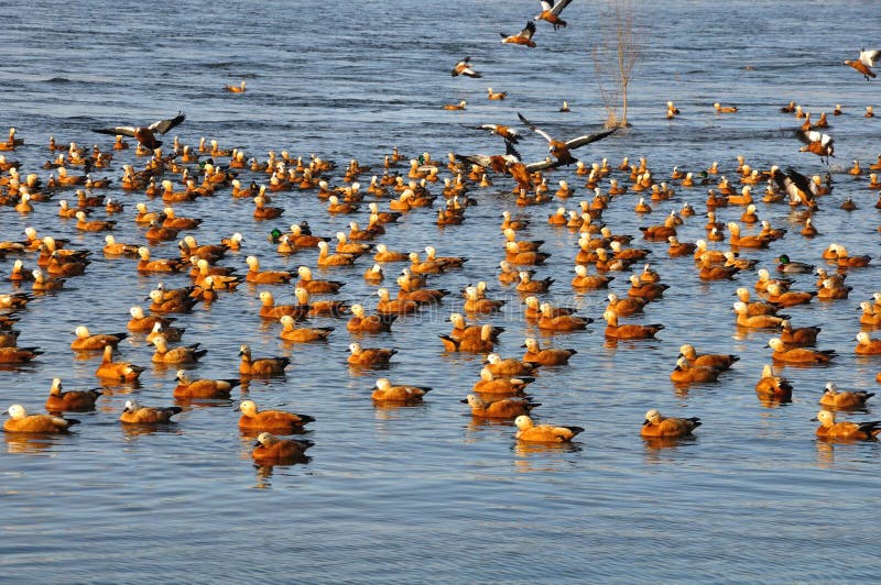 Ruddy Shelducks in the Songhua River Stock Image - Image of ruddy ...