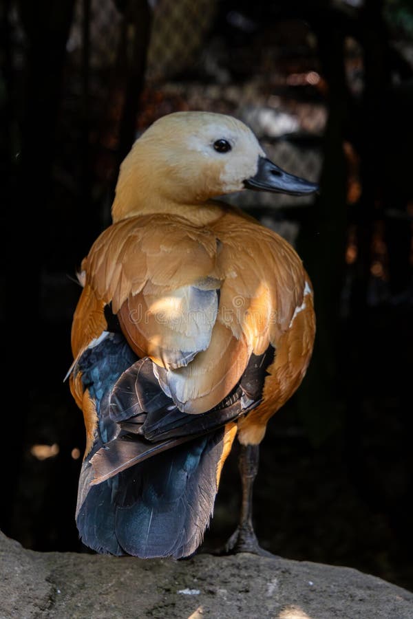 Ruddy Shellduck Resting on a Stone with Trees Behind. Stock Photo ...
