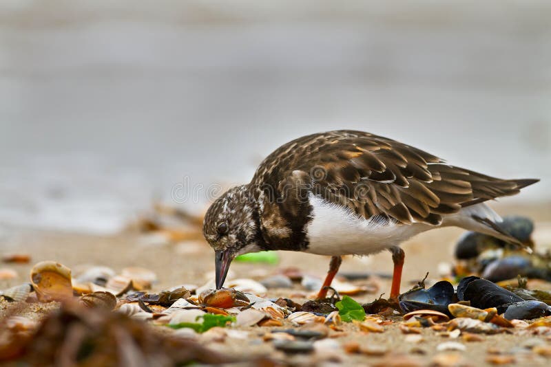 Ruddy Turnstone stock image. Image of horizontal, interpres - 21776049